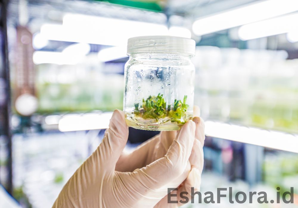 Mengenal Kultur Jaringan pada Tumbuhan dan Mafaatnya
