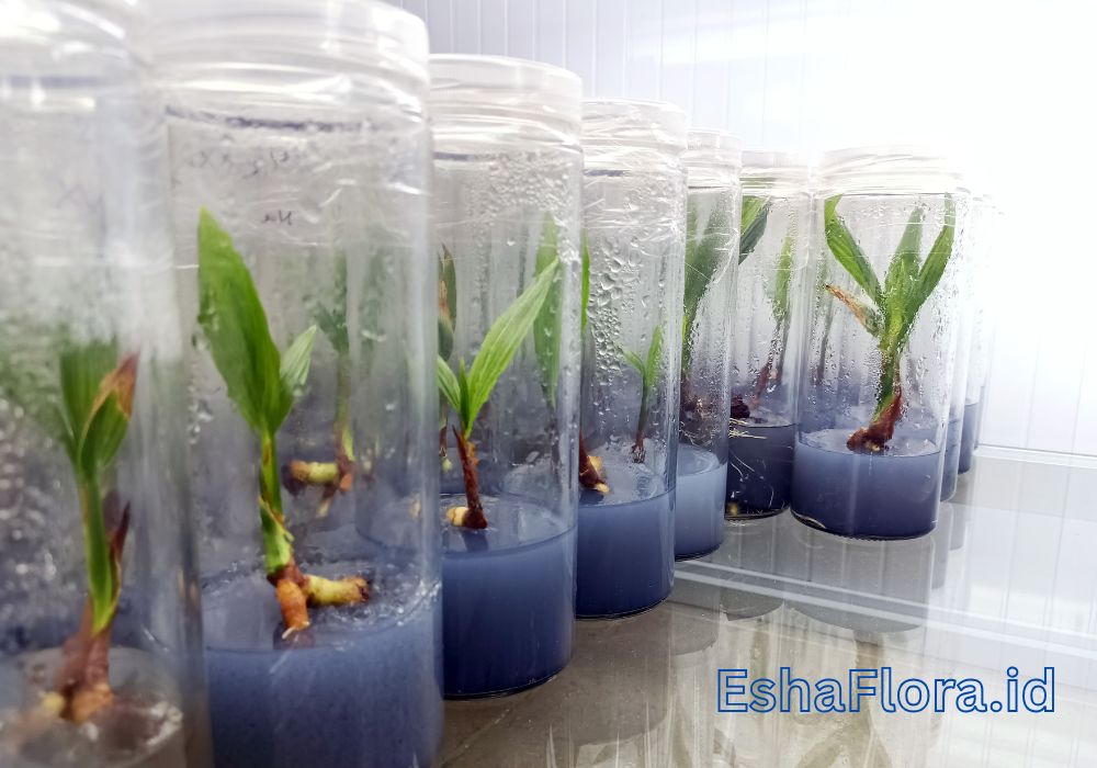 Perbedaan Antara Eksplan dan Kalus dalam Kultur Jaringan yang Wajib ...